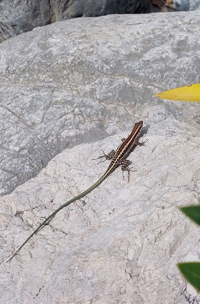 Lycian Rock Lizard from Kemer, TR-AL, TR on October 20, 2023 at 11:10 ...