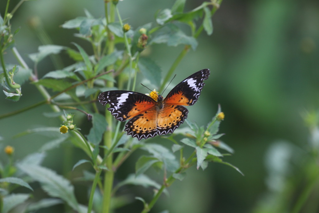 Leopard Lacewing Butterfly from East Division, Arunachal Pradesh, India ...