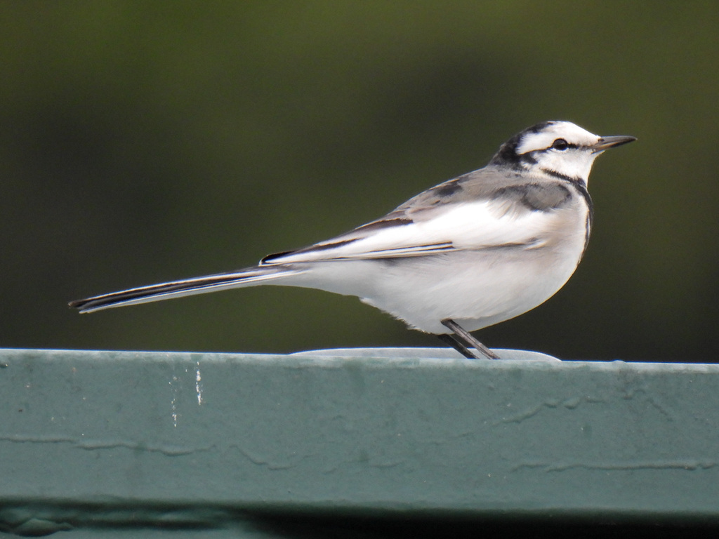 White Wagtail from Aoba Ward, Yokohama, Kanagawa, Japan on October 20 ...