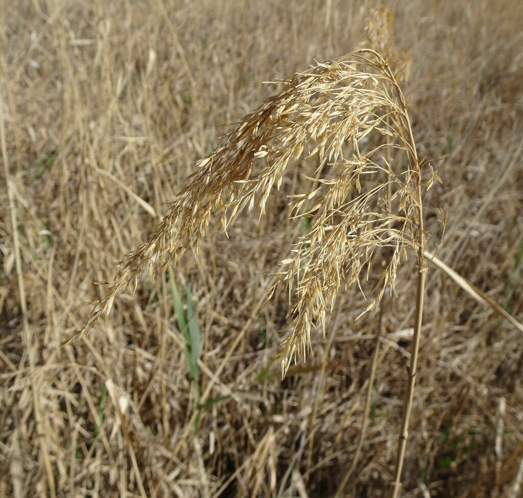 common reed from Goondiwindi QLD 4390, Australia on October 20, 2023 at ...