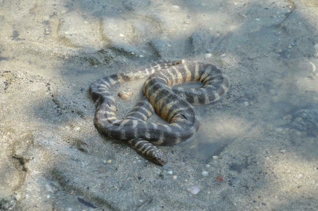 Marine File Snake from Muar, Johor, Malaysia on October 14, 2023 at 06: ...