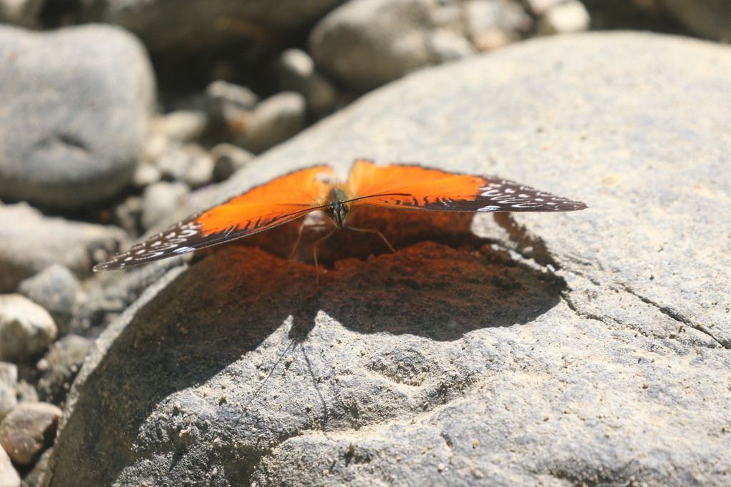 Red Lacewing Butterfly from East Division, Arunachal Pradesh, India on ...