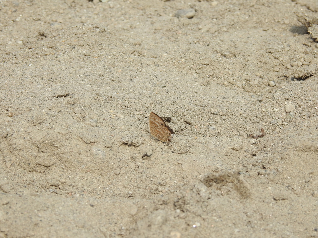 Common Gem from Singtam, Sikkim 737134, India on October 18, 2023 at 01 ...