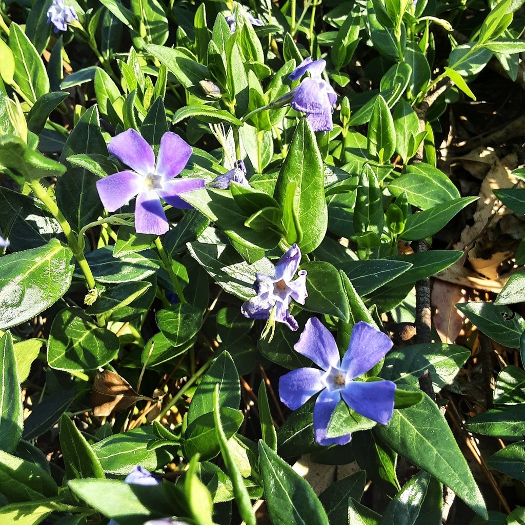 greater periwinkle from Lidsdale NSW 2790, Australia on October 20 ...