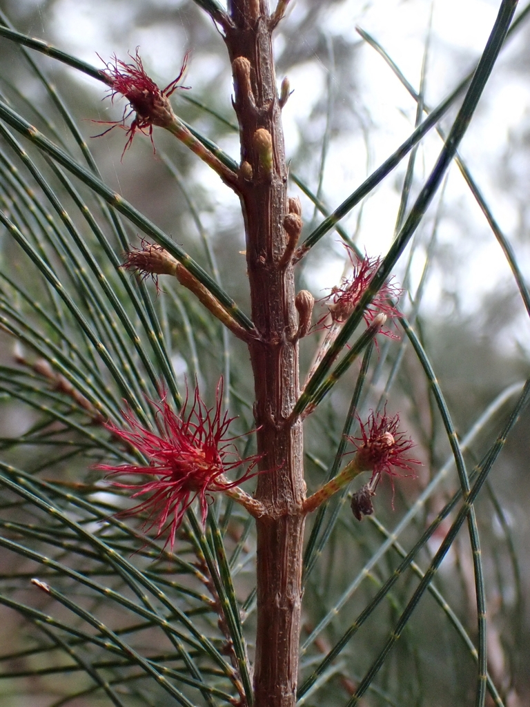 Drooping She-oak from Latrobe TAS 7307, Australia on October 20, 2023 ...