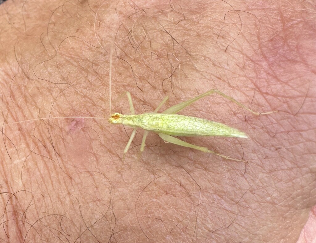 Common Tree Crickets from Paint Rock River, downstream of St. Hwy 146 ...