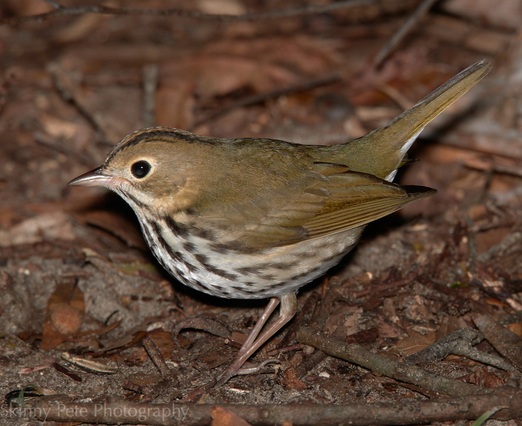 Ovenbird from Home on October 19, 2023 at 08:19 AM by Peter May · iNaturalist