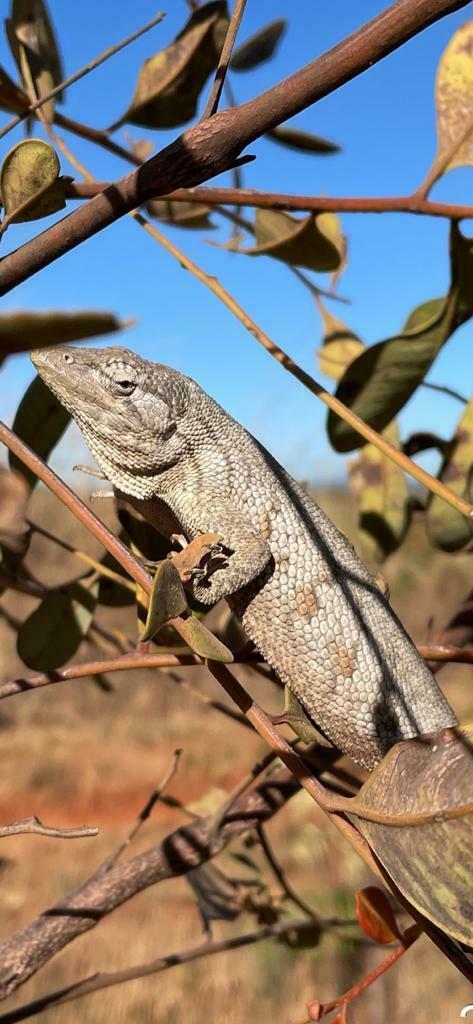 Brazilian Monkey Lizard from Barro Alto - GO, 76390-000, Brasil on June ...