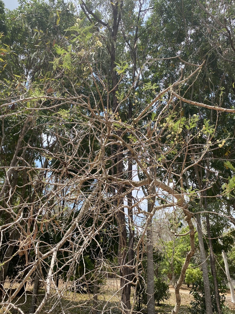 Vachellia bidwillii from Flinders Highway, Reid River, QLD, AU on ...