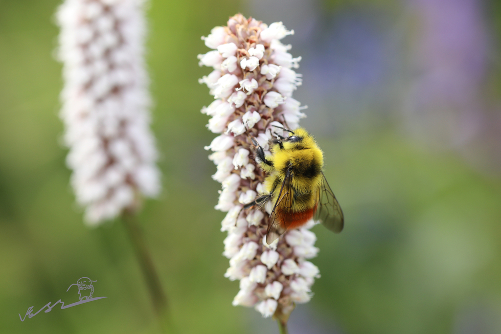 Bumble Bees from 中国石家庄市平山县 on August 19, 2019 at 01:30 PM by ...