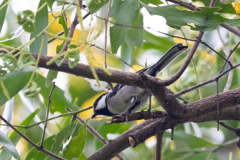 Japanese Tit From Lai Chi Kok Hong Kong On October 10 2023 At 0143