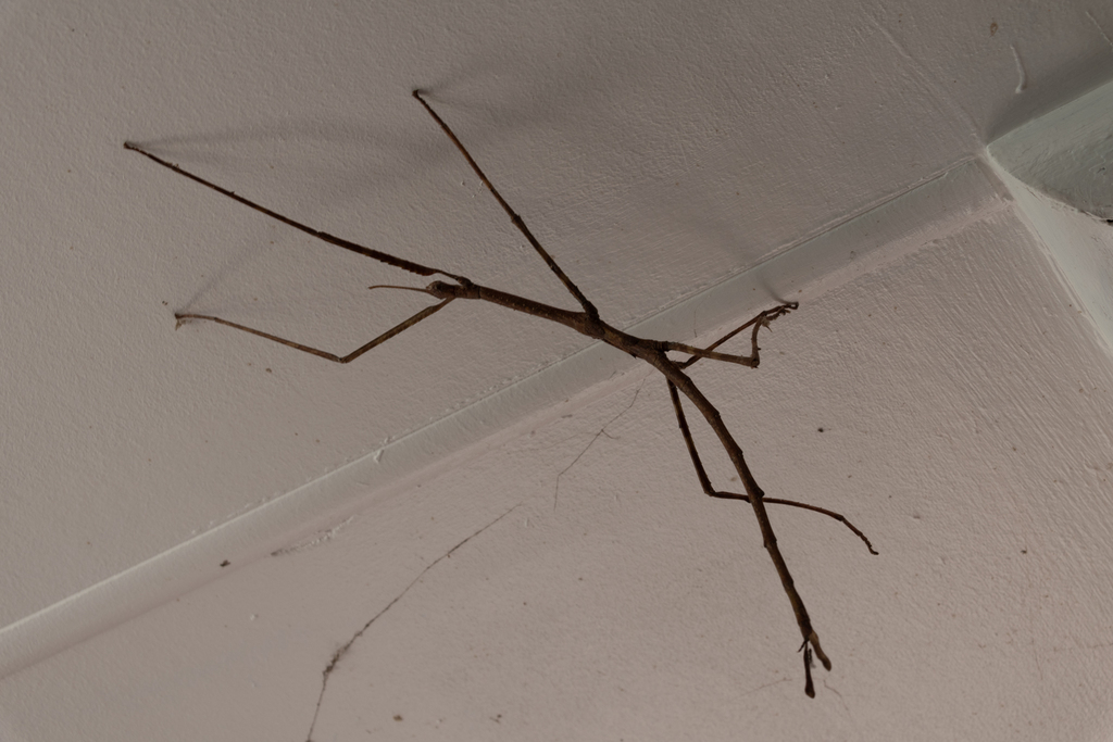 Margin-winged Stick Insect from Creswick VIC 3363, Australia on October ...