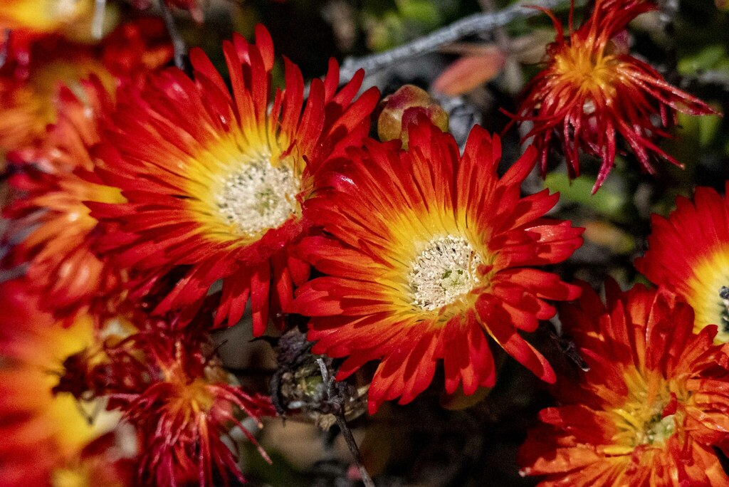 Red Dewfig from Cape Winelands District Municipality, South Africa on ...