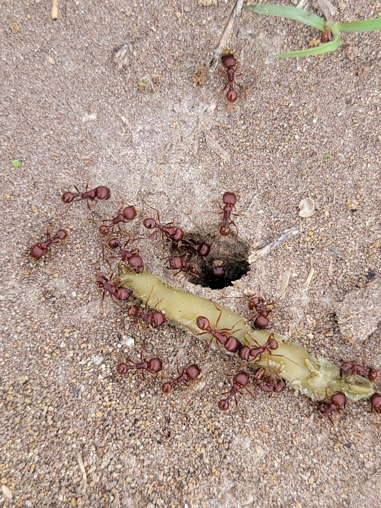 Barbatus-group Harvester Ants from Willacy County, US-TX, US on October ...