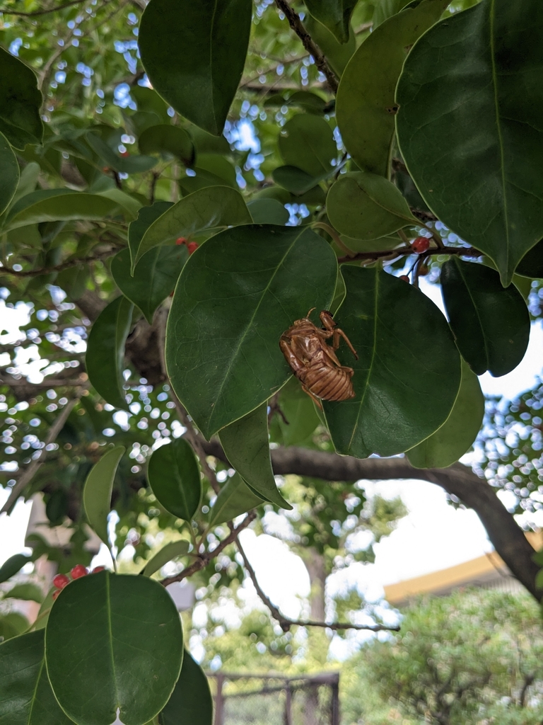 Large Brown Cicada from 1-1 Kitanomarukōen, Chiyoda City, Tokyo 102 ...