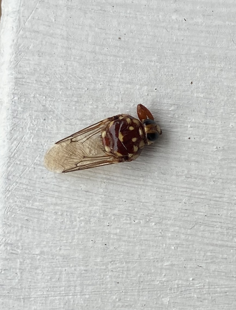 Cattle Louse Fly from Siyathemba, NC, ZA on October 20, 2023 at 03:03 ...