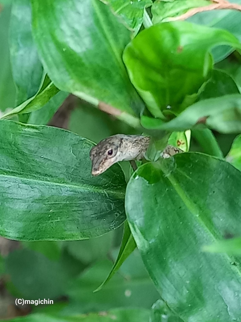 Bronze Anole from St Joseph, Trinidad and Tobago on October 20, 2023 at ...