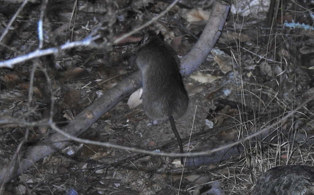 Australian Bush Rat from Kobble Creek QLD 4520, Australia on October 20 ...