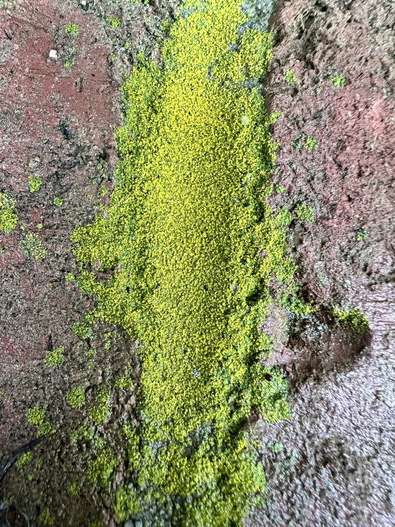 Common Gold-dust from Ramapo Ct, Riverdale, NJ, US on October 20, 2023 ...