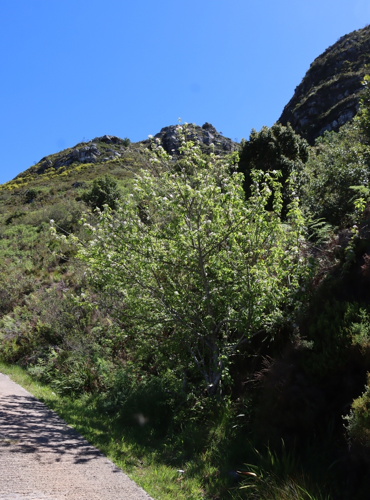 Quince from Constantia Neck jeep track, between Eagles Nest and Iron ...