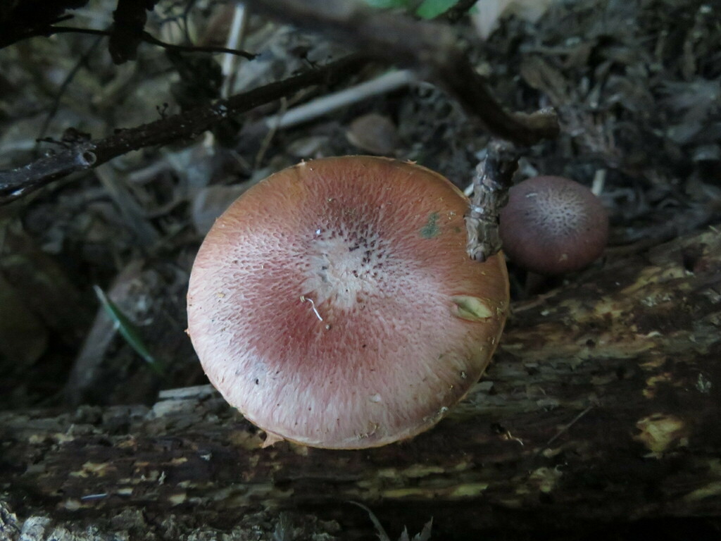 Magic blue gym from 日本、〒255-0001 神奈川県中郡大磯町高麗 on October 18, 2023 at 03: ...