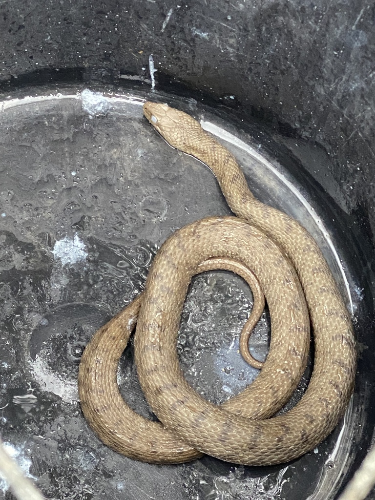 Tessellated Water Snake from Via Piodella, Muzzano, TI, CH on October ...