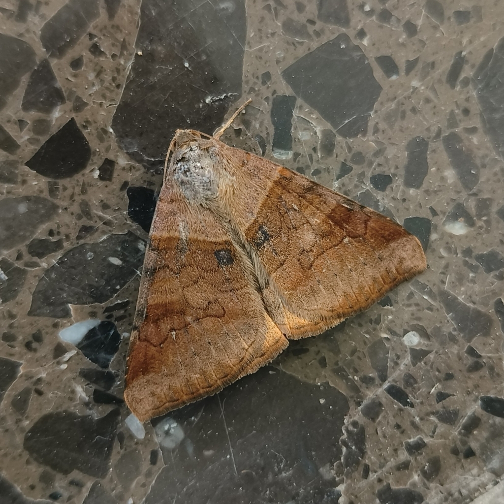 Brown-striped Semilooper from Mumbai, Maharashtra 400021, India on ...