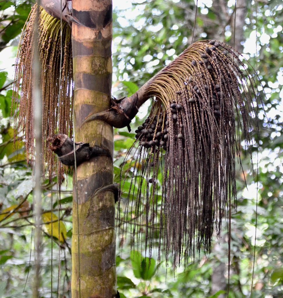 Oenocarpus bataua from Apatou, Guyane française on October 20, 2023 at ...