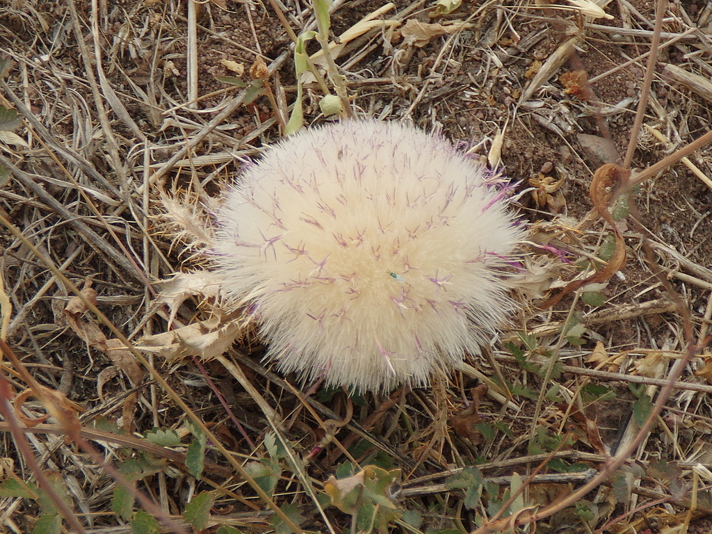 Pine Thistle from Montresta, Oristano, Italia on August 21, 2023 at 02: ...
