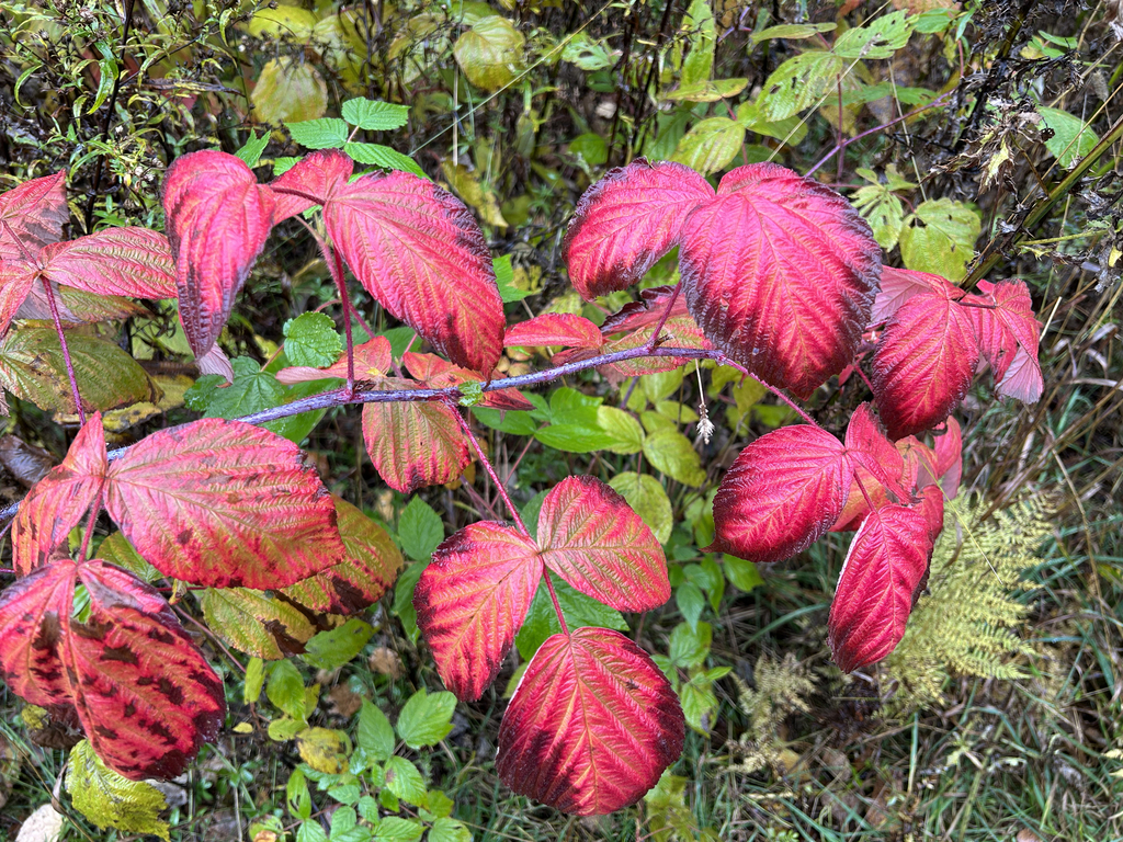 American red raspberry from Thunder Bay District, ON, Canada on October ...