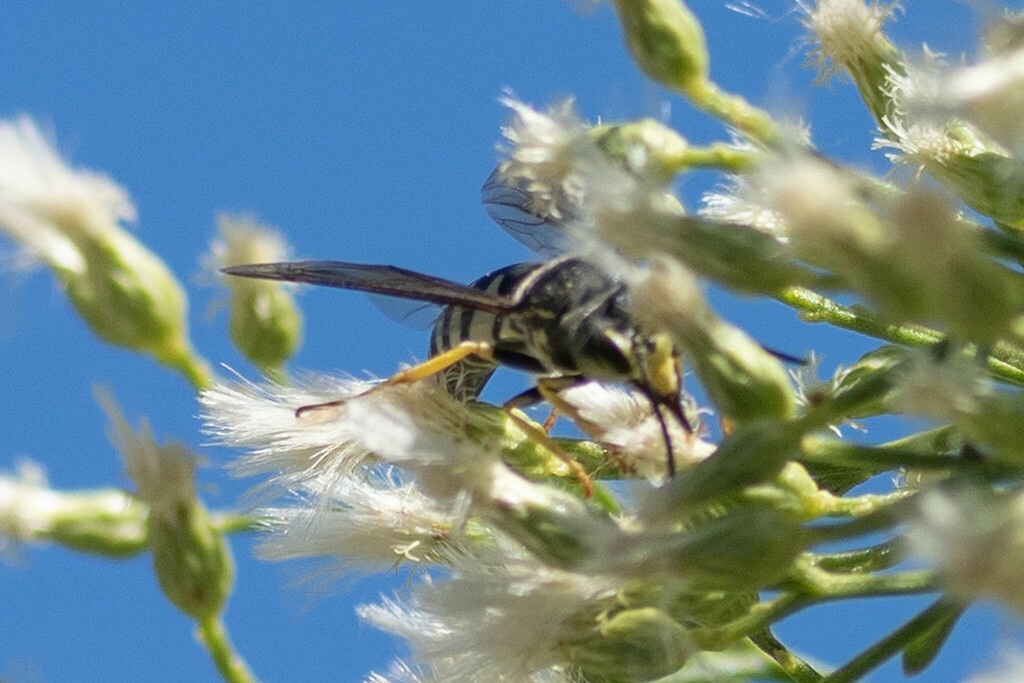 Four-banded Stink Bug Wasp in October 2023 by Hoiman · iNaturalist