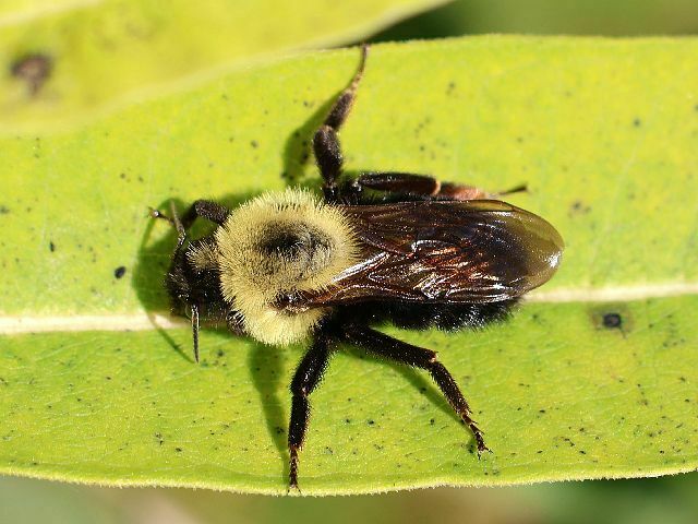 Lemon Cuckoo Bumble Bee from Oakland Lake Wildflower Meadow, Bayside ...
