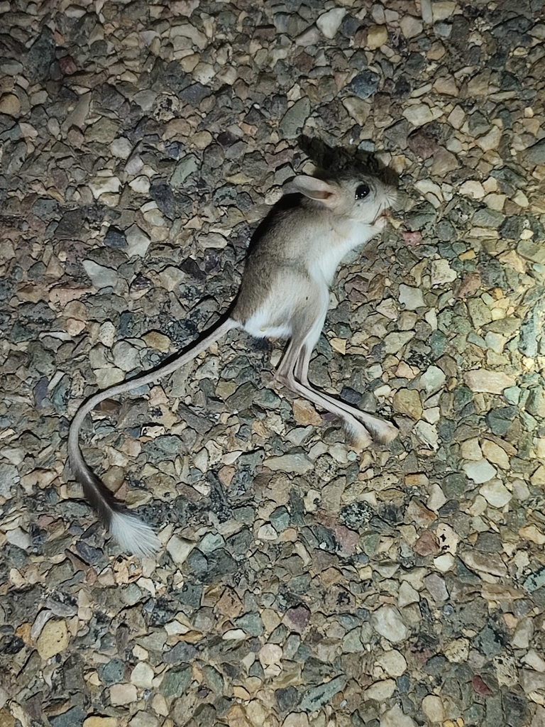 Lesser Egyptian Jerboa from Province de Guelmim, Maroc on October 3 ...
