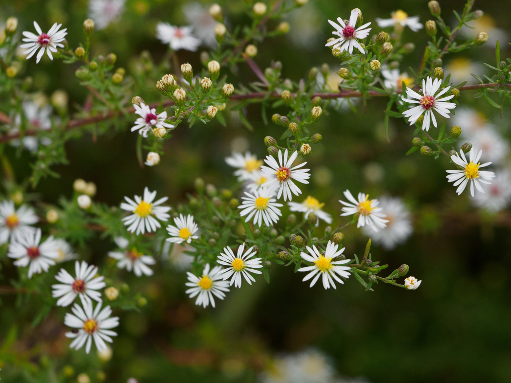 Small White Aster from Coshocton County, OH, USA on September 18, 2023 ...