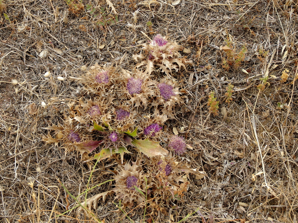 Pine Thistle from Montresta, Oristano, Italia on August 21, 2023 at 02: ...