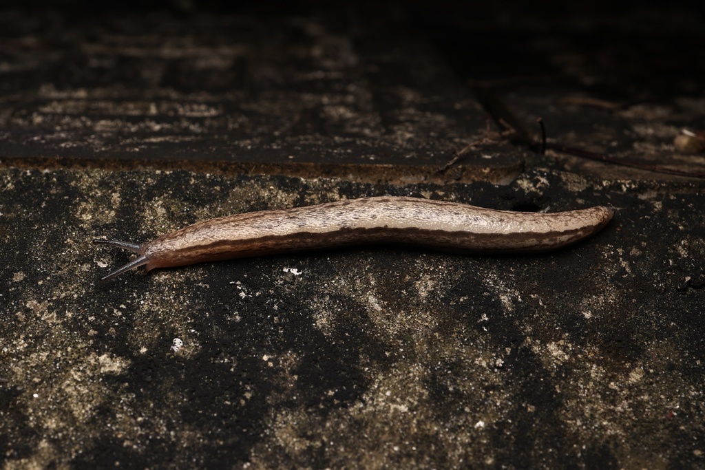 Chinese Slug in October 2023 by Pintsen JIN · iNaturalist