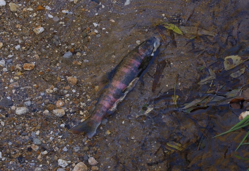 Cherry Salmon in October 2023 by Se Lena · iNaturalist