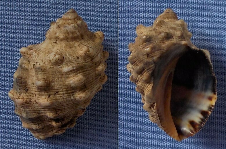 Widemouth Rocksnail in May 2017 by vrebizant. 22 mm long · iNaturalist