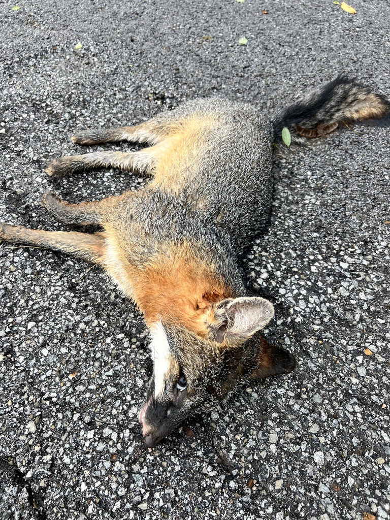 Gray Fox in October 2023 by Marlo Perdicas · iNaturalist