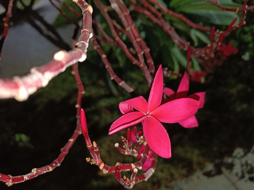 Frangipani trees from PH5V+2J3, Chindepalle, Andhra Pradesh 517619 ...