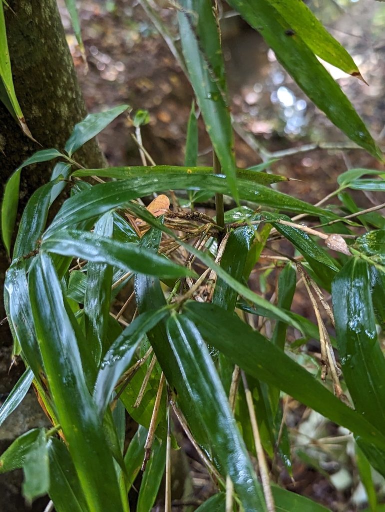 river cane from North Decatur, GA, USA on October 20, 2023 at 11:37 AM ...