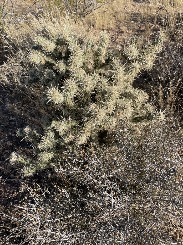 Silver Cholla from Ivins, UT, US on October 20, 2023 at 09:43 AM by ...