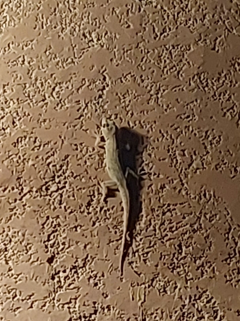 Northern House Gecko from 5RM7+QXG, 5RM7+PVJ، الفروسيه،, Kuwait on ...