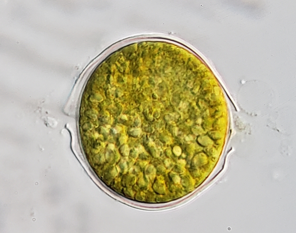 Glenodinium pulvisculus from Wainfleet Bog stream, Regional ...