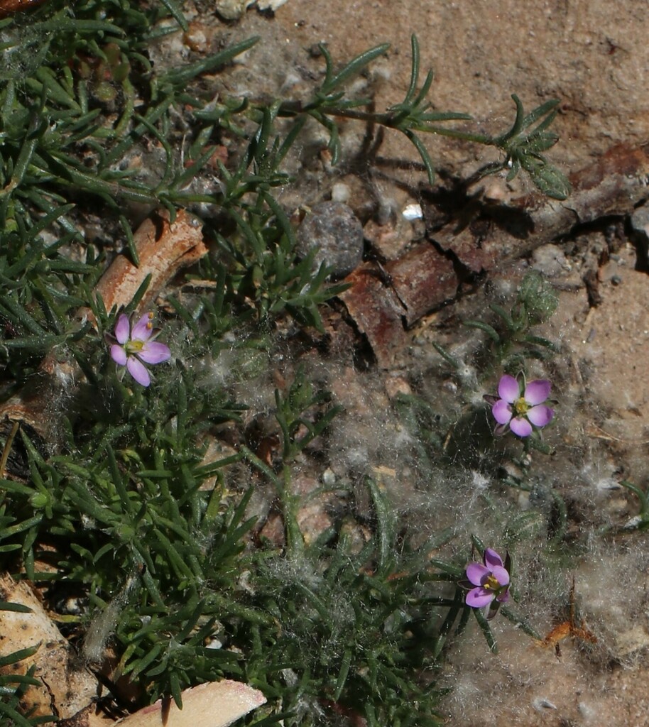 Red Sand Spurrey from Steamboat Springs, CO 80487, USA on July 10, 2023 ...