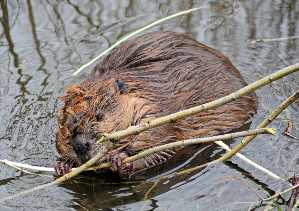 American Beaver from Park County, WY, USA on May 23, 2008 at 07:13 AM ...
