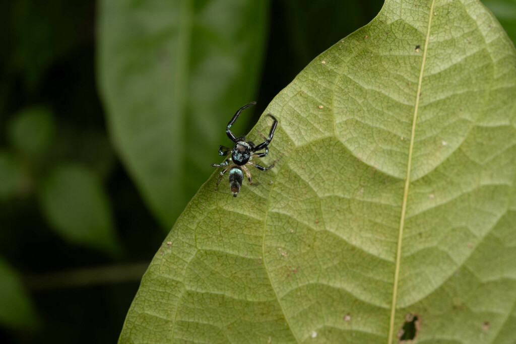 Metallic blue jumper from 云南省西双版纳傣族自治州勐腊县勐仑镇W79H+X5G 邮政编码: 666303 on ...