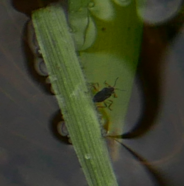 Microvelia in July 2023 by Gerrit Öhm. at a river (Ranzaukanal ...