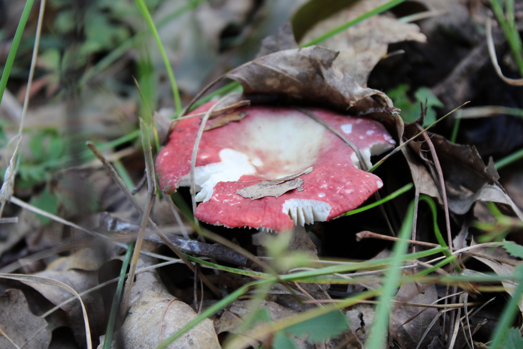 blood red russula from Parsippany-Troy Hills, NJ, USA on August 25 ...