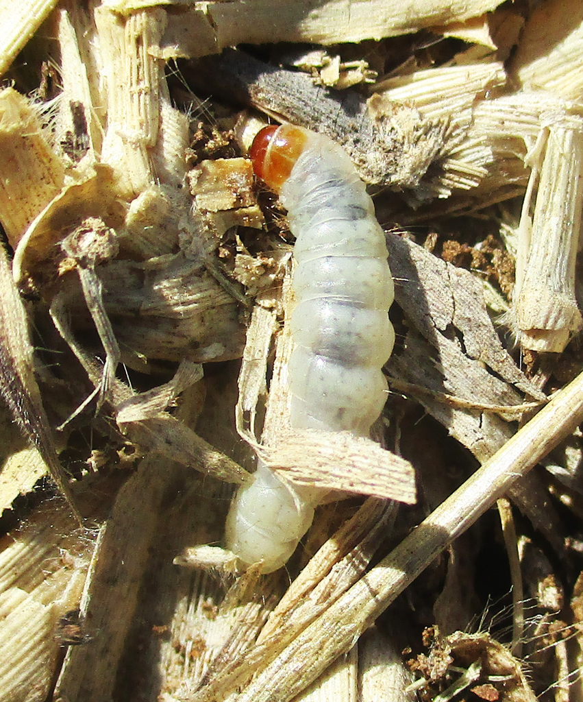 Beetles from Serowe Botswana on July 28, 2023 by Botswanabugs. larva ...